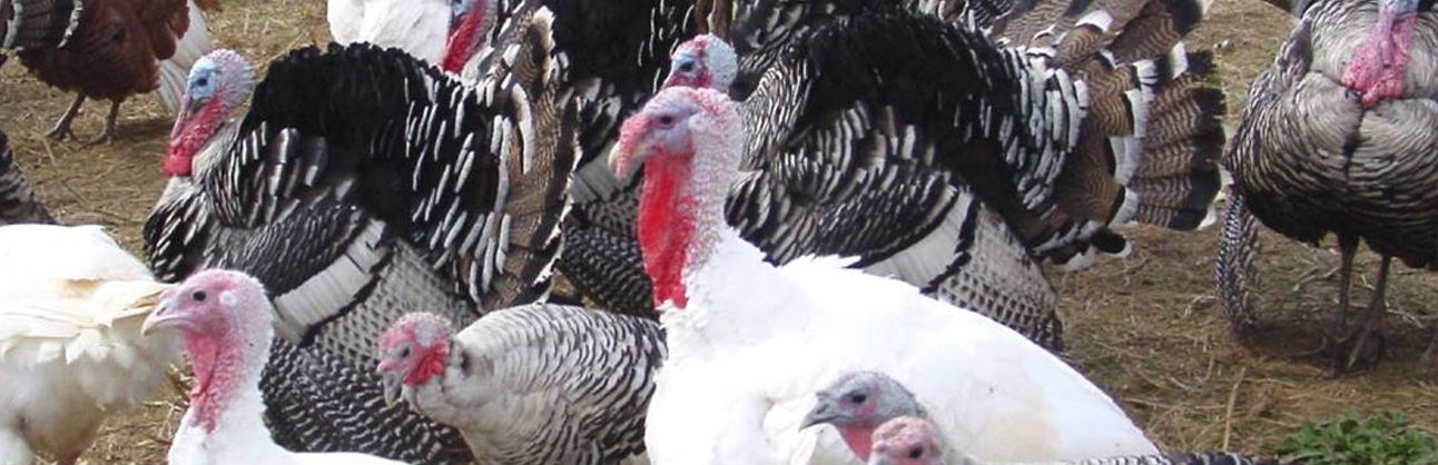 Furnizori Carne de curcan | Importatori si distribuitori produse din carne