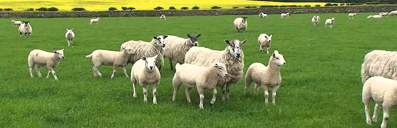 Furnizori Carne de oaie | Importatori si distribuitori produse din carne