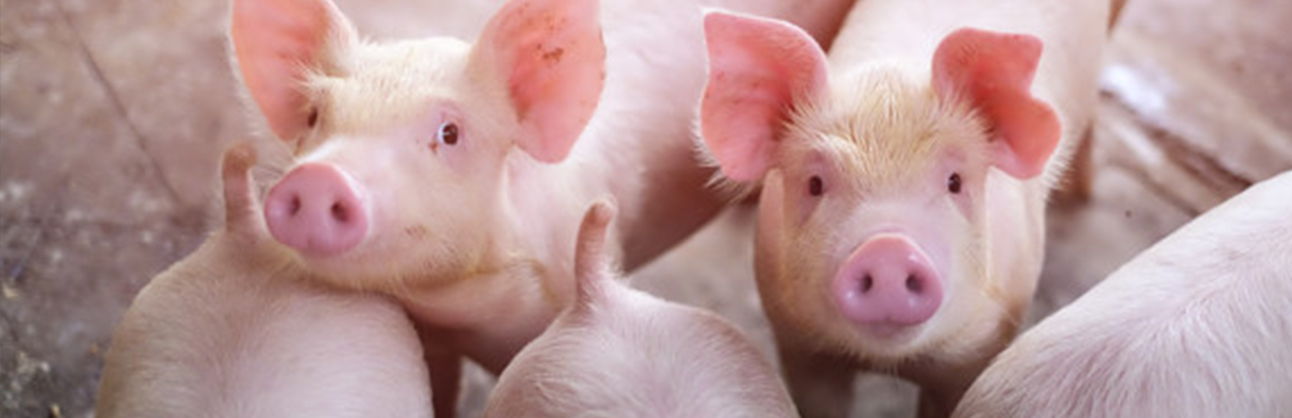 Furnizori Carne de porc | Importatori si distribuitori produse din carne